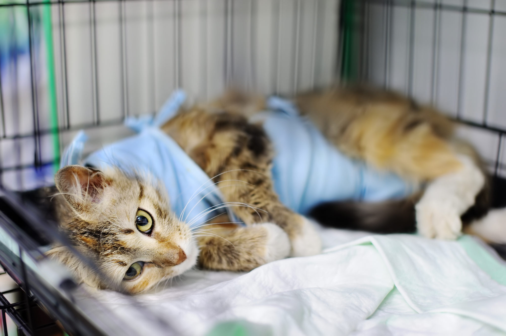 Managing Feline Chronic Kidney Disease | Alexander Animal Hospital