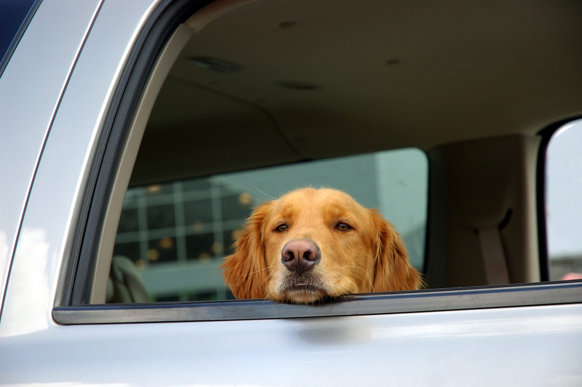 Make Your Trips Fun with These Pet Travel Tips - Alexander Animal Hosp.